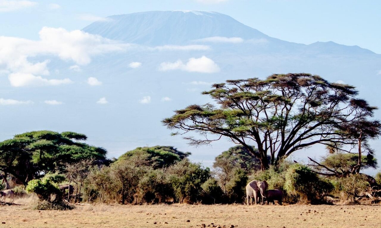 Heritage of African Jungles