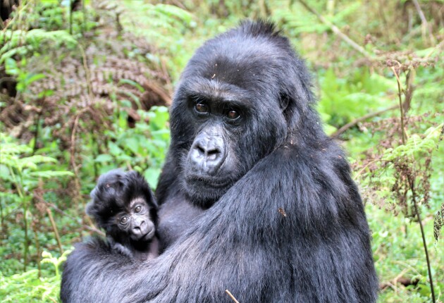 Heritage of African Jungles